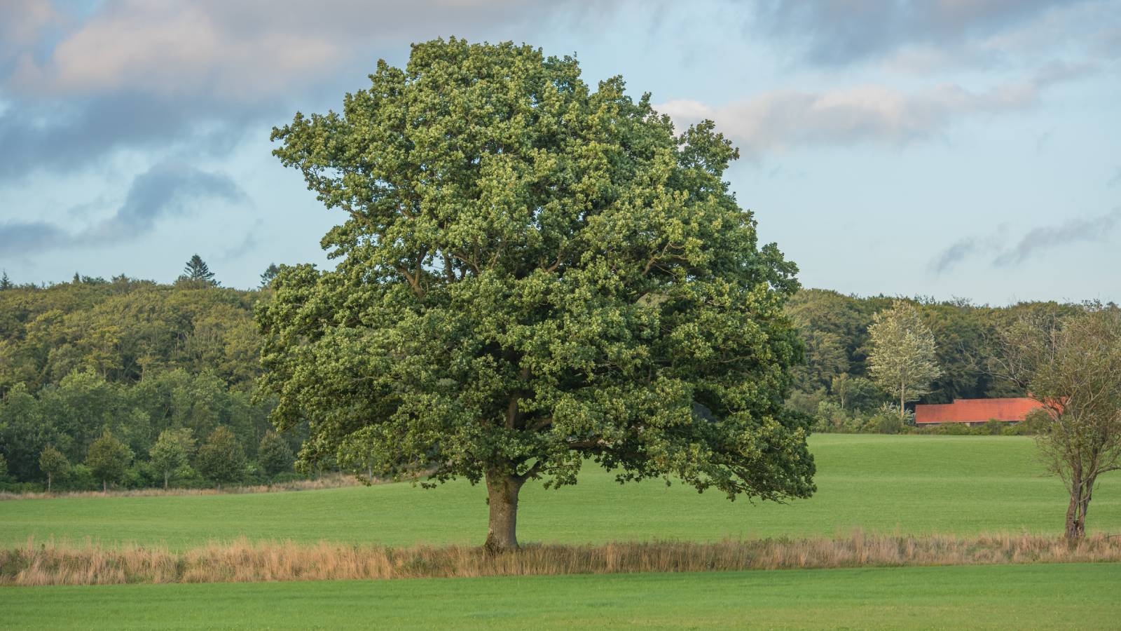Dewajtis: szczegółowe streszczenie i analiza powieści Marii ...